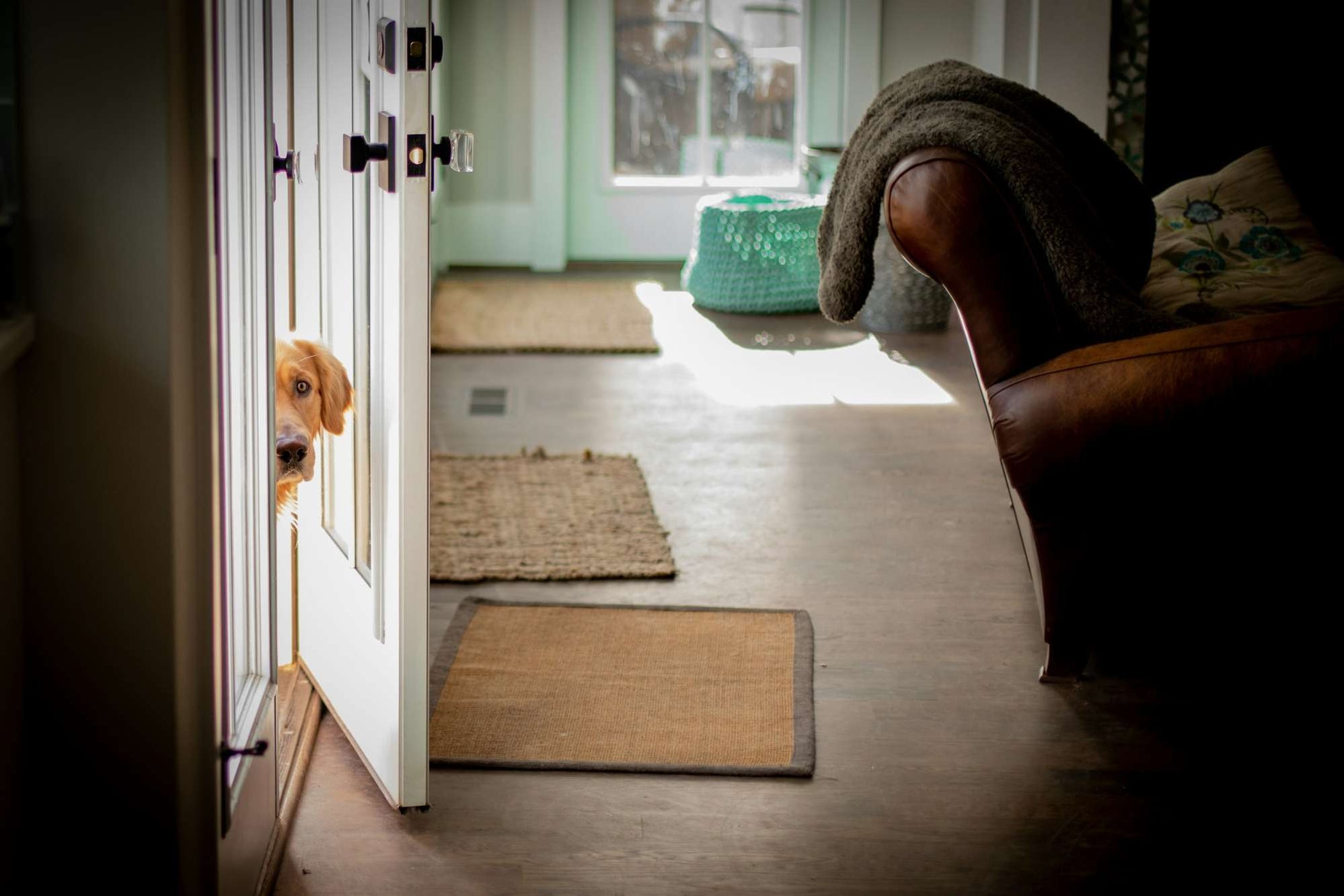 Can Dog Open Doors? The Complete Guide to Stopping a Canine Houdini ...