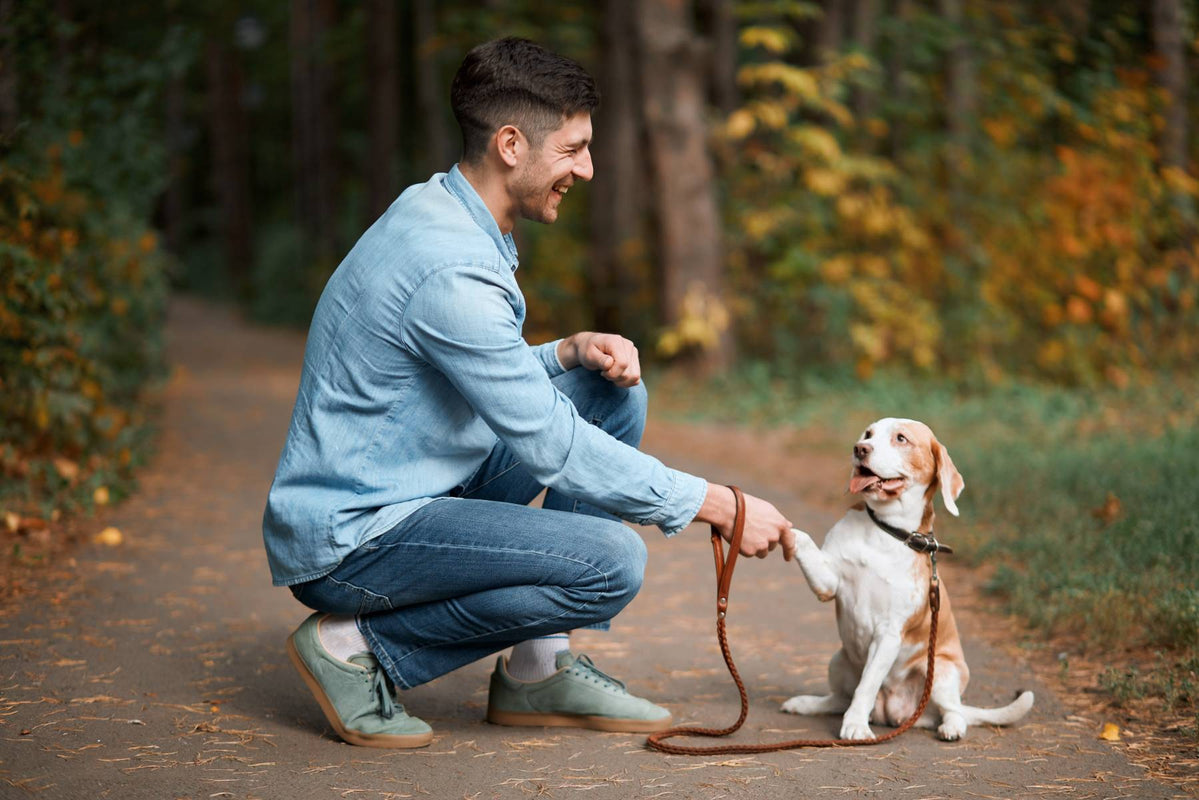 3 Proven Techniques with Dog Training Collars for Small Dogs — Puppy ...
