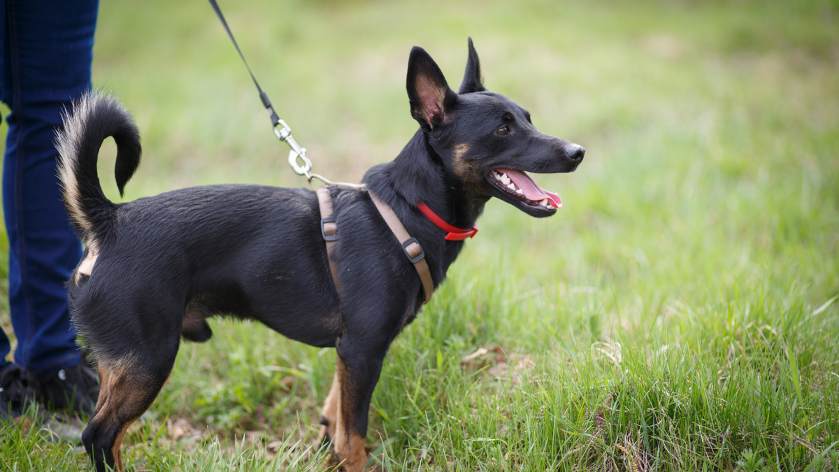 How to Choose the Right Collar and Leash for Your Puppy: The Ultimate ...
