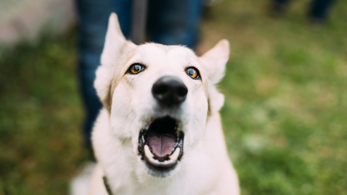 How to Stop Dog Barking: Your Comprehensive Guide — Puppy Fever Pro