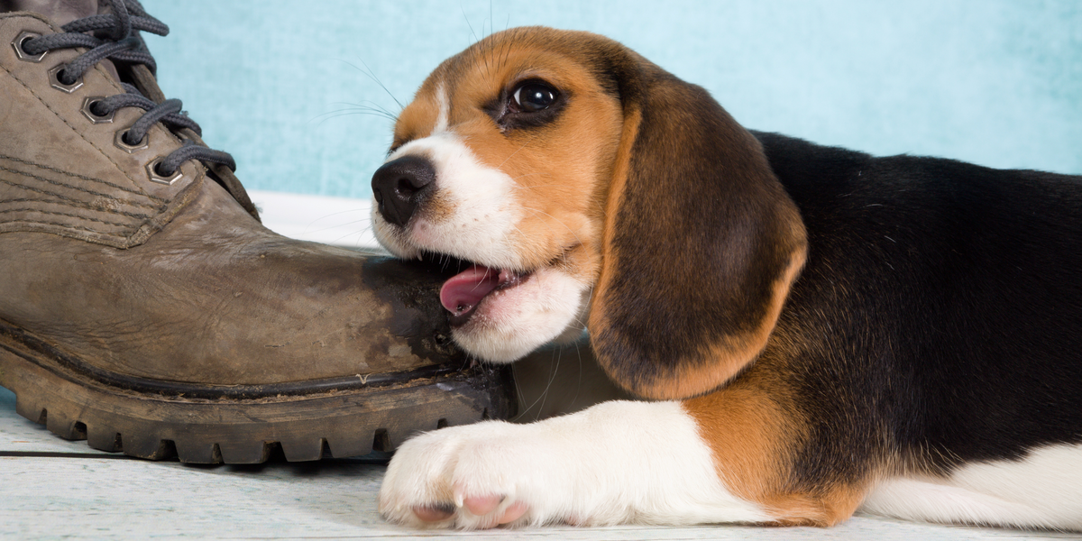Puppy Chewing Problem: Effective Solutions and Prevention Tips for New ...