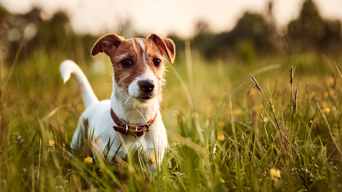 Keeping Your Puppy Safe Outdoors: Essential Safety Tips for a Happy an ...