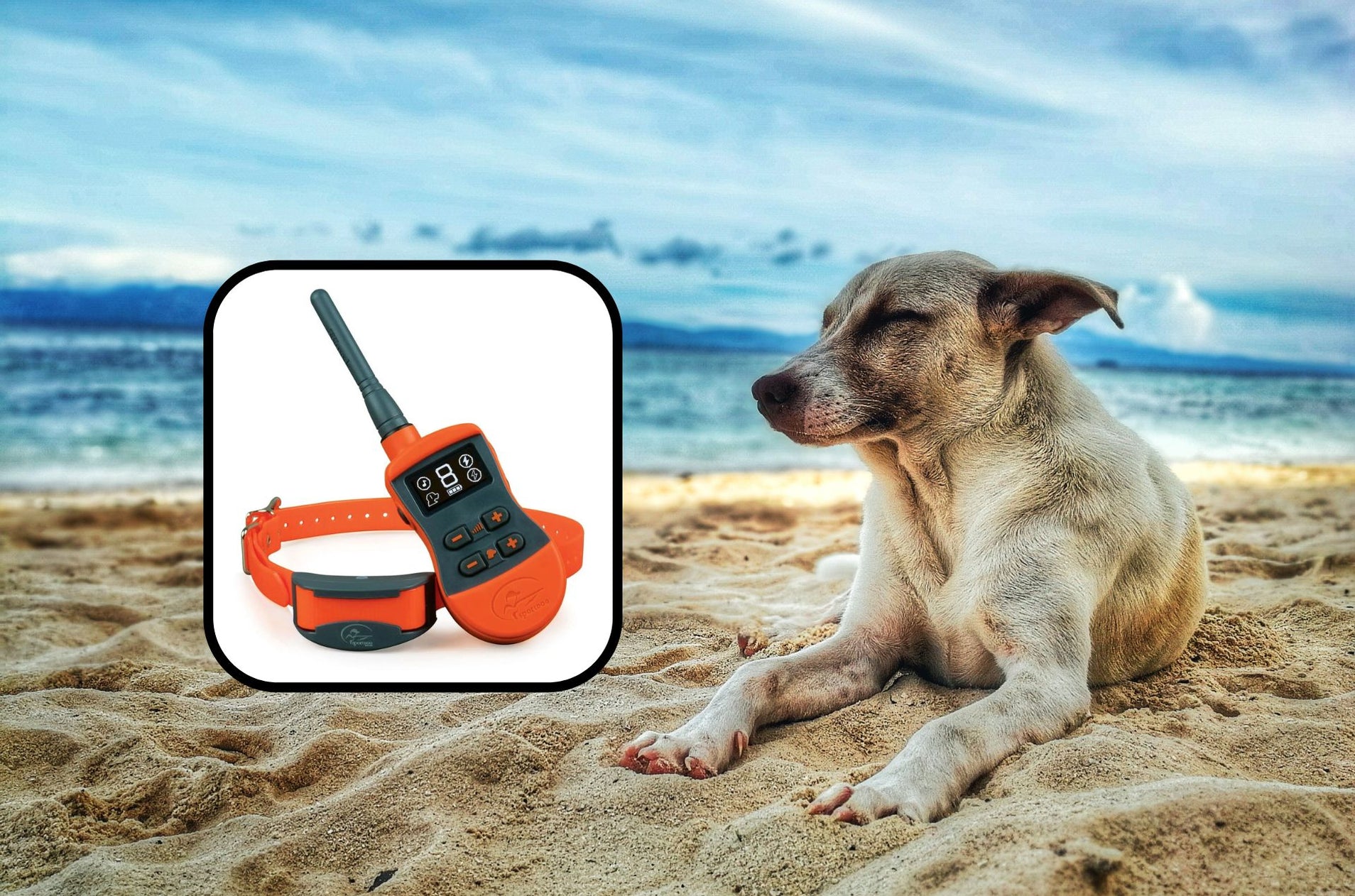 7 Essential Features of Dog Training Collars With Remote | Puppy Fever Pro