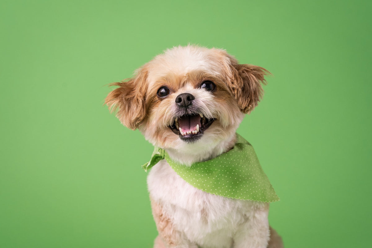Puppy Teething Solutions for Small Breeds | Puppy Fever Pro
