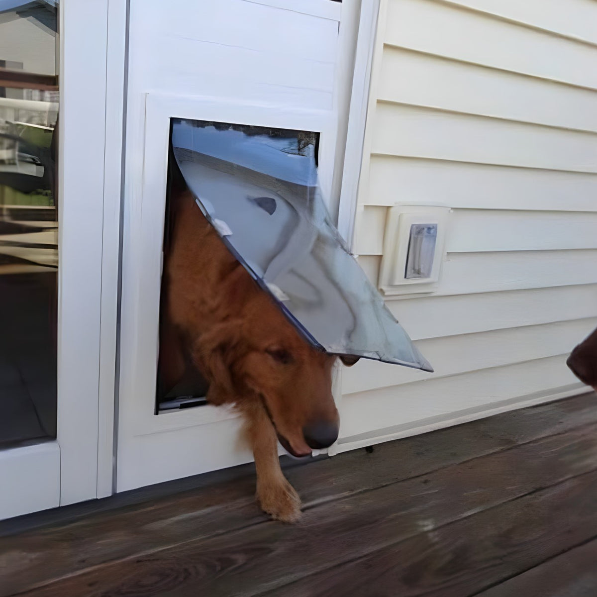 Dog Doors For Doors | Different Breeds & Sizes | Puppy Fever Pro