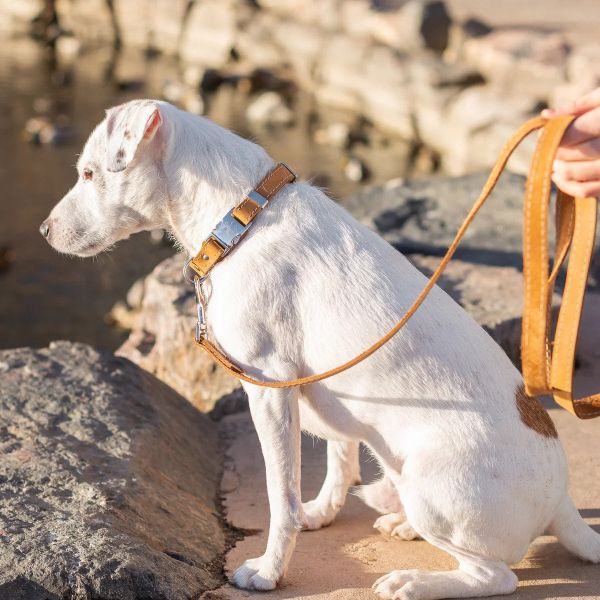 Best Dog Collars For Training And Walks | Puppy Fever Pro