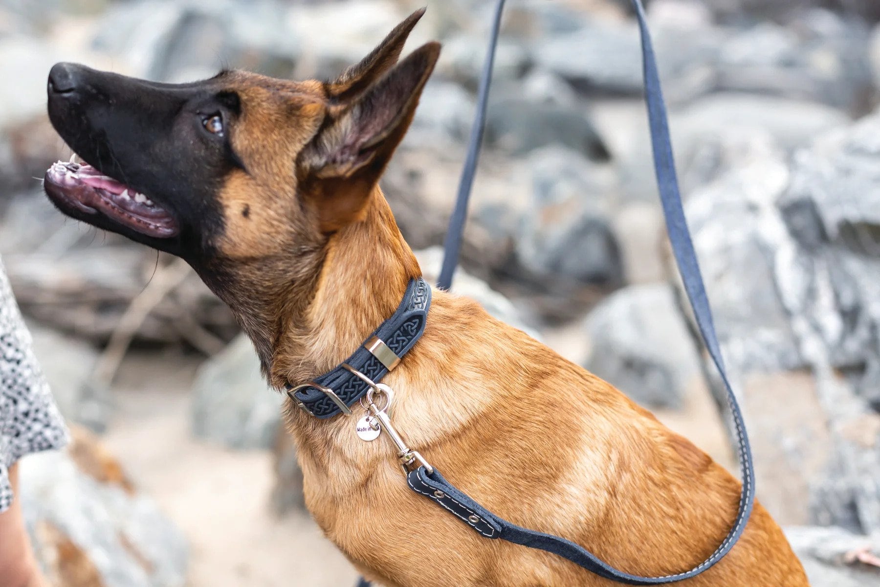 Eurodog Collars Celtic Style Luxury Leather Dog Collar — Puppy Fever Pro